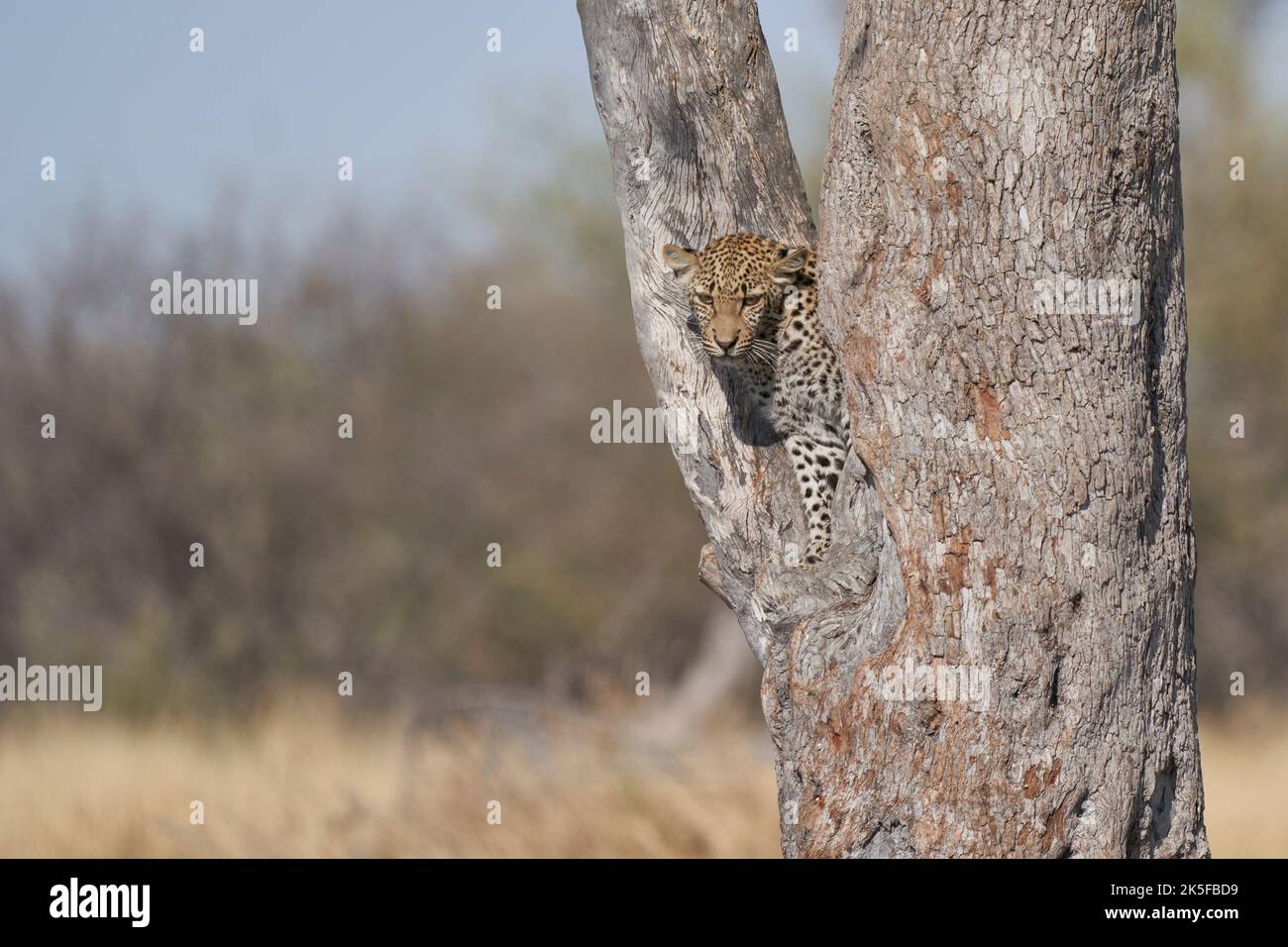 Leopard (Panthera pardus) in the fork of a tree above a natural spring ...