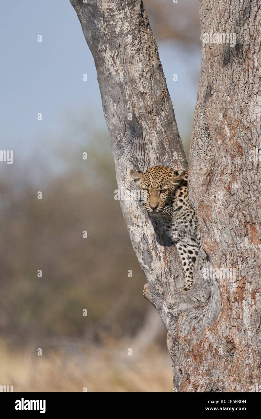 Leopard (Panthera pardus) in the fork of a tree above a natural spring ...