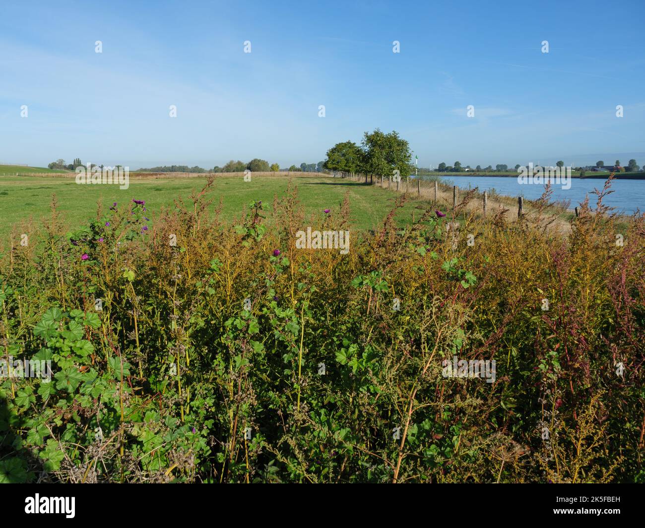 the village of grieth at the river rhine Stock Photo - Alamy
