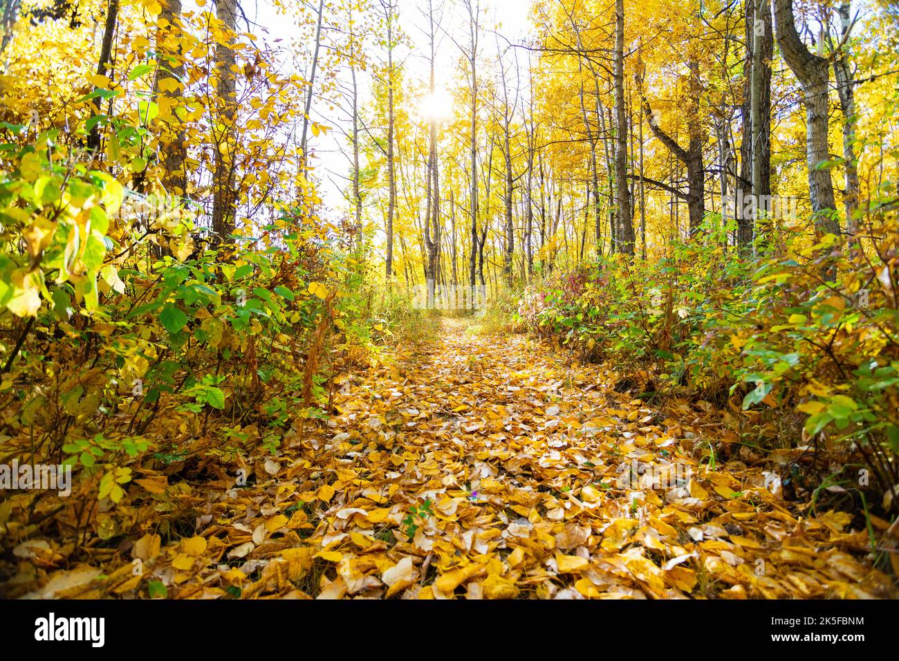 Alberta fall hi-res stock photography and images - Alamy