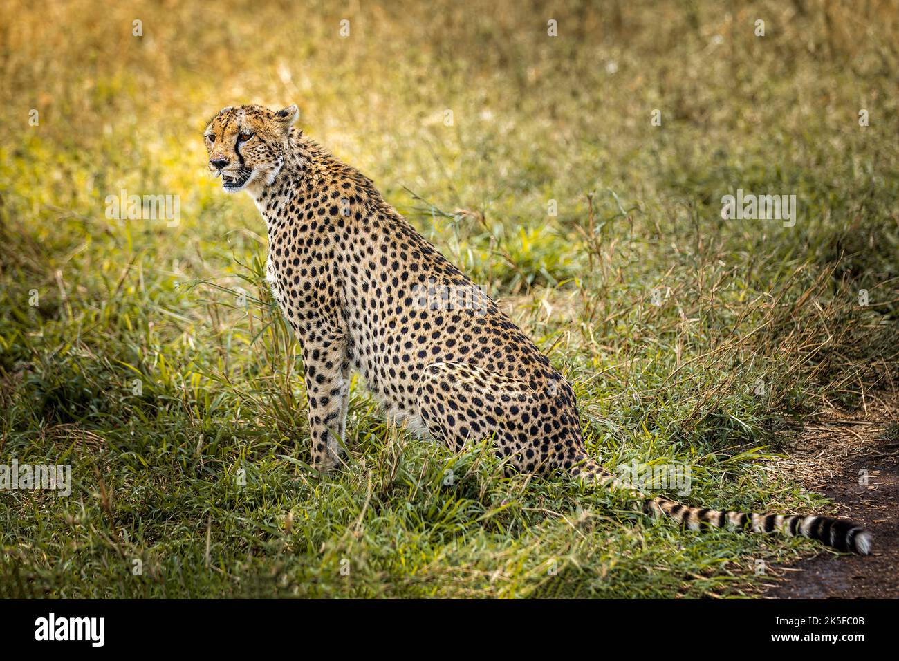 Cheetah sitting and observing in the grasslands of the Serengeti ...