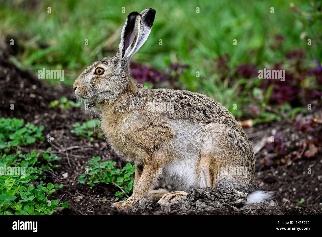 Hare leg hi-res stock photography and images - Alamy
