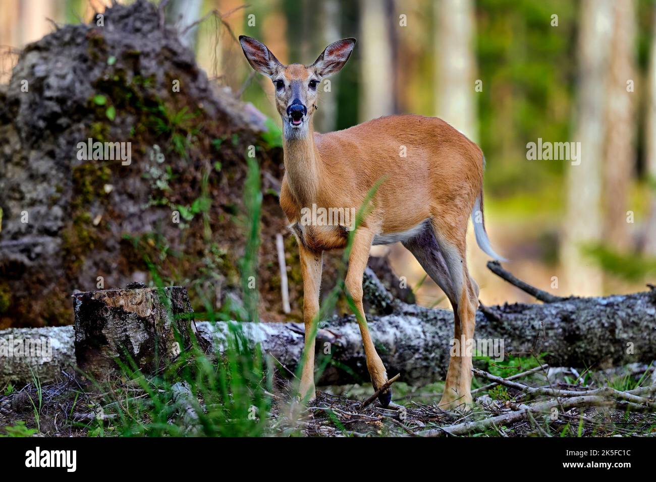 White-tailed deer in the forest at dusk Stock Photo - Alamy