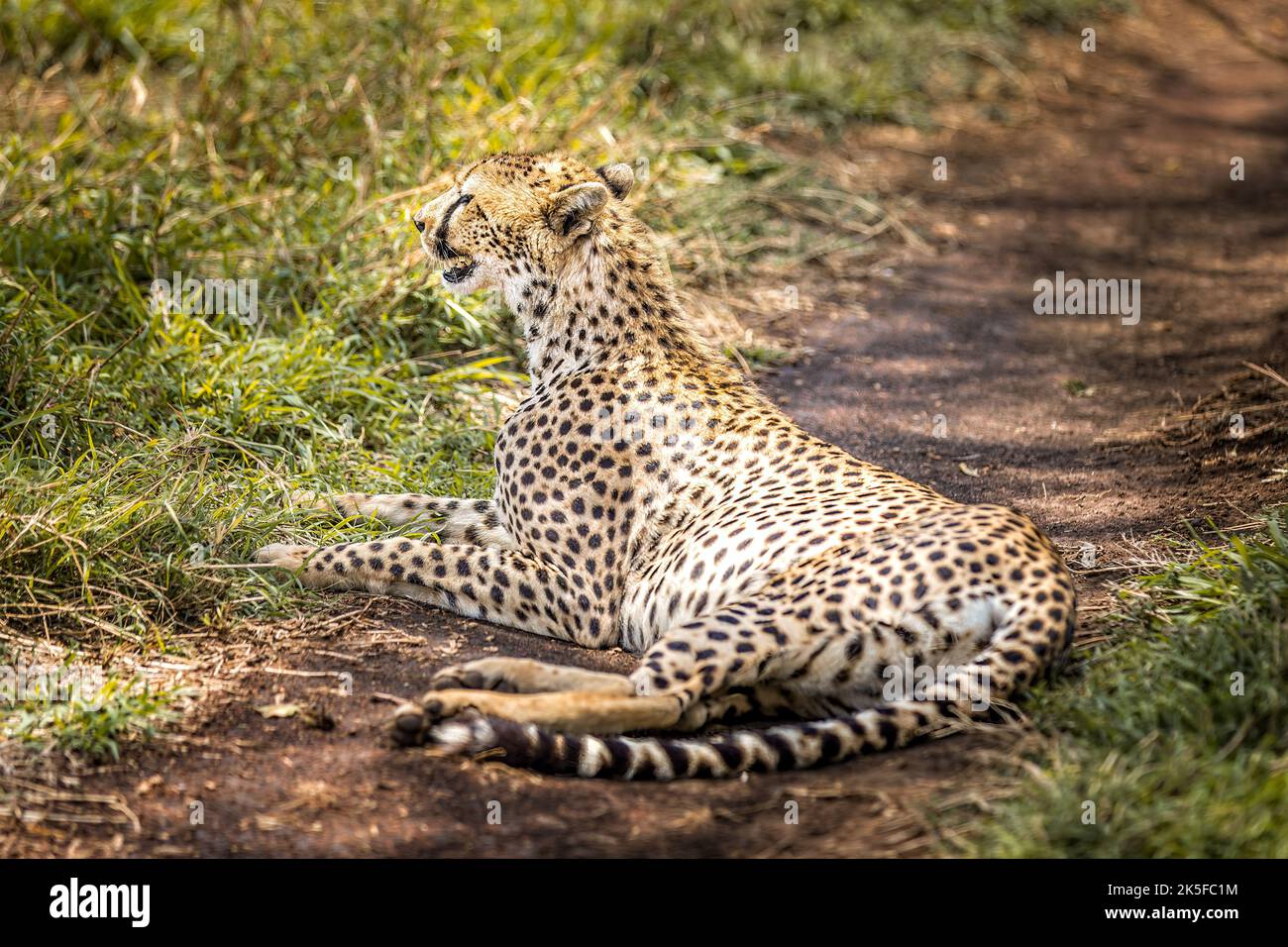 Cheetah lying down hi-res stock photography and images - Alamy