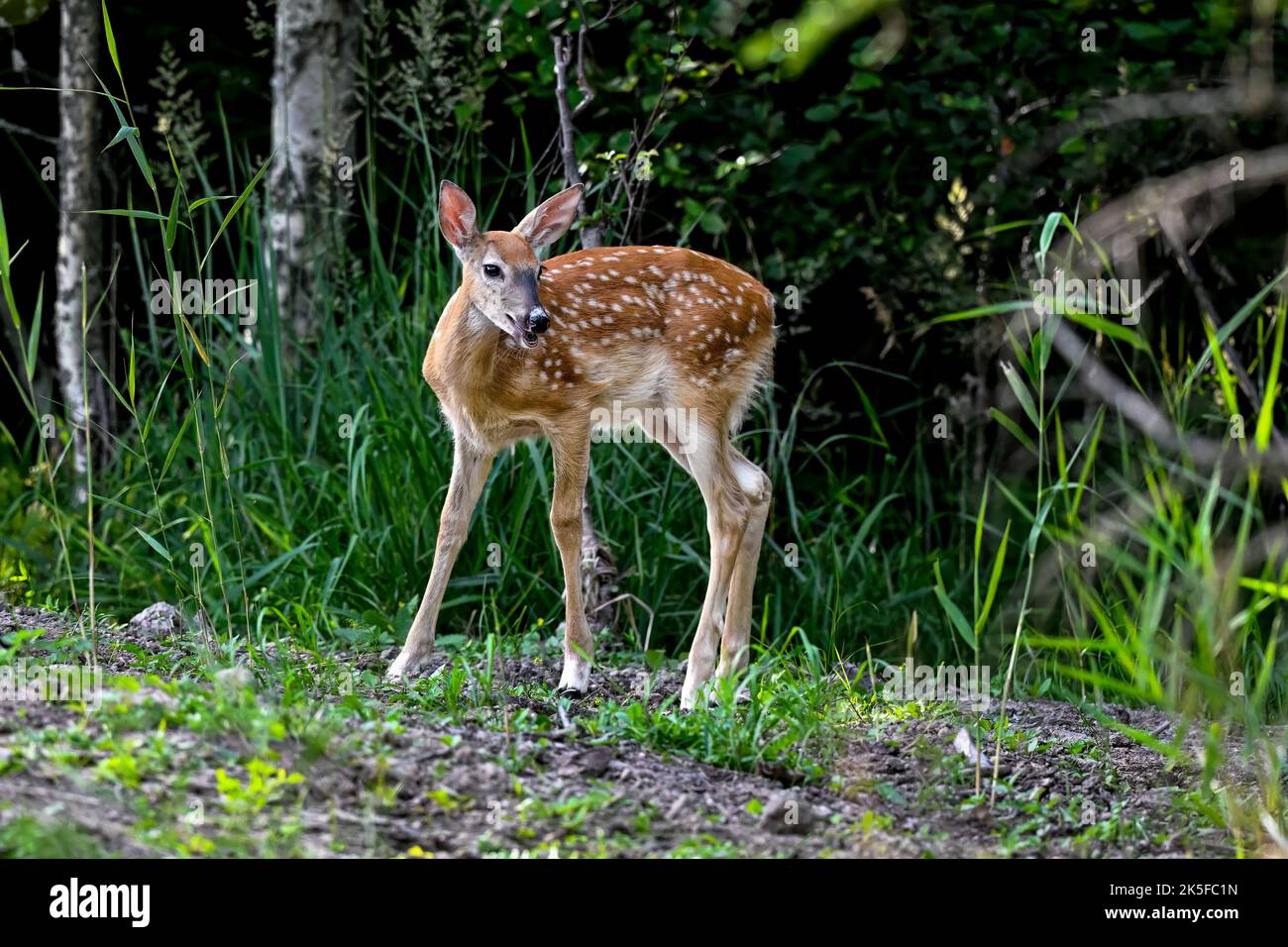 White forest fauna hi-res stock photography and images - Alamy