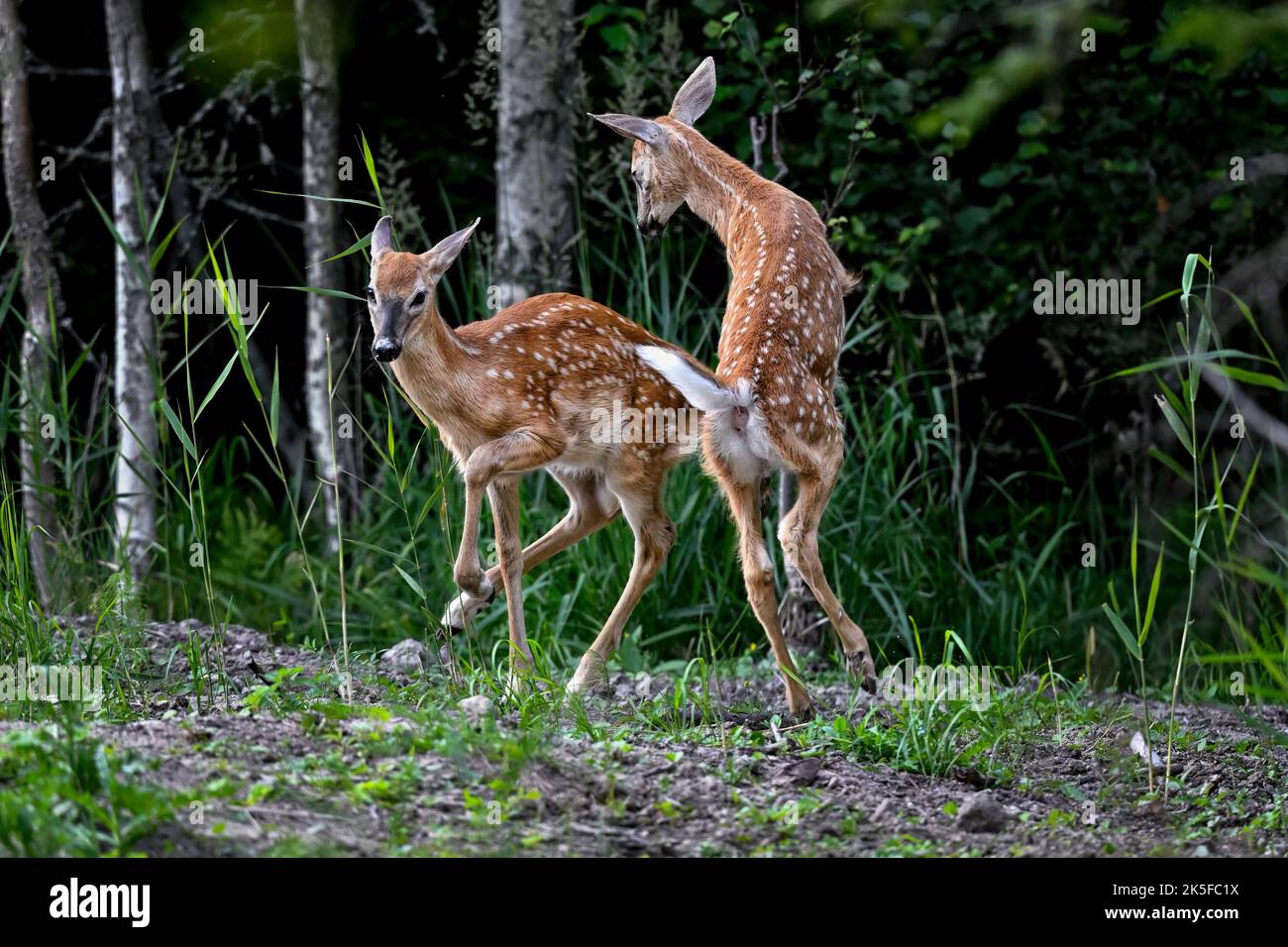 Playful pattern of brown hi-res stock photography and images - Alamy