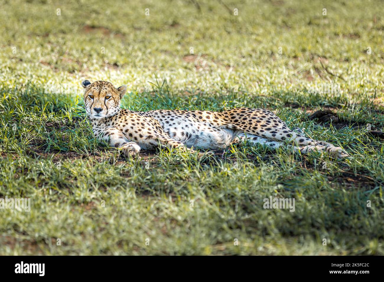 Cheetah lying down and observing in the grasslands of the Serengeti ...