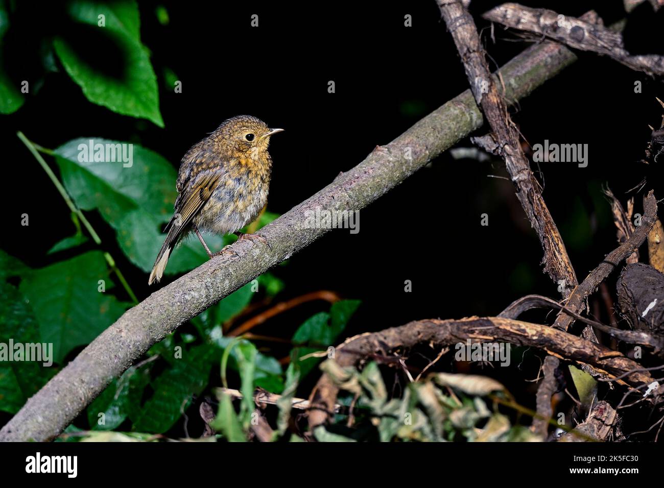 Young European Robin Stock Photo - Alamy