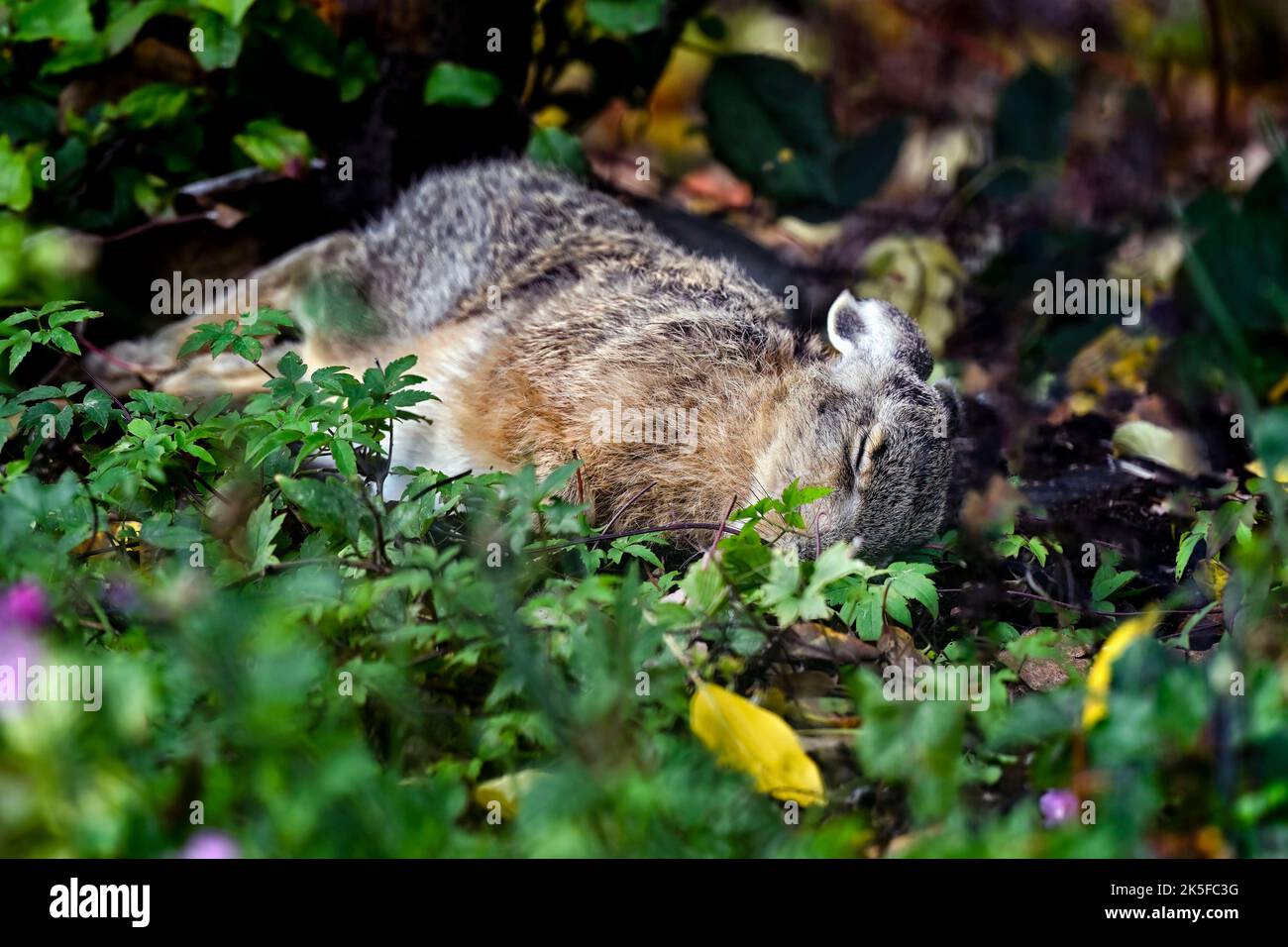 Sleep wild hi-res stock photography and images - Alamy