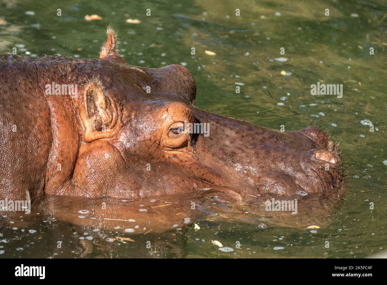Head of a hippopotamus (Hippopotamus amphibus) semi-submerged in water ...