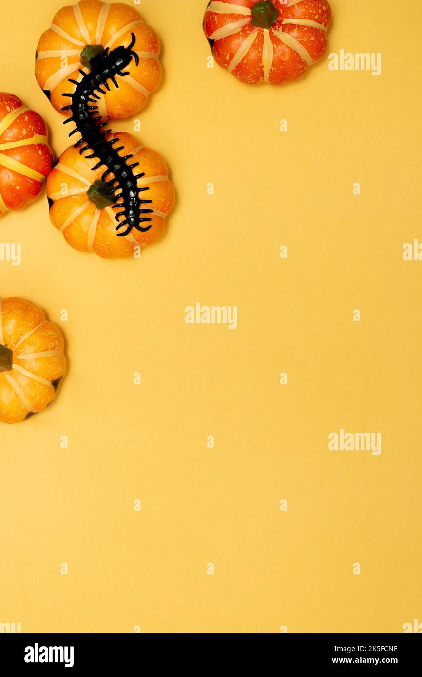 Halloween symbol concept, Centipede on scary smile pumpkin over yellow ...