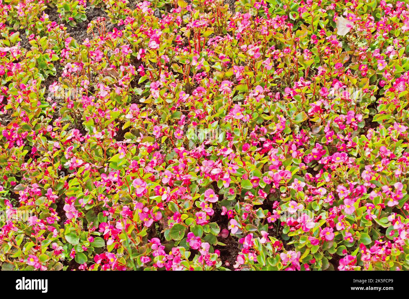 Garden flower background hi-res stock photography and images - Alamy