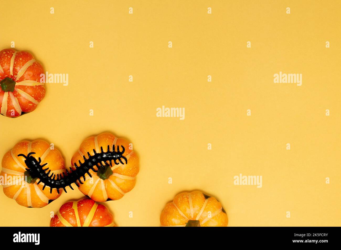 Halloween symbol concept, Centipede on scary smile pumpkin over yellow ...