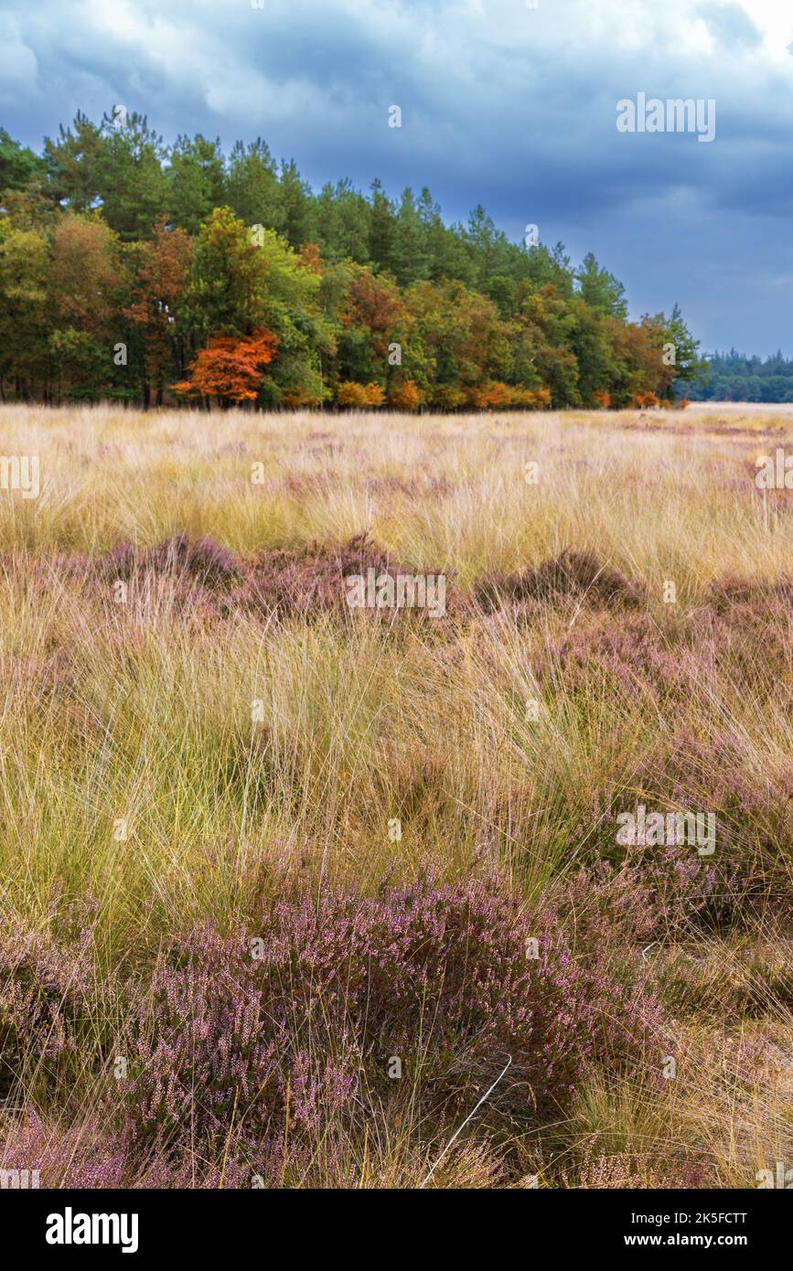 Dry heather August 2022 in Ede Veluwe in Gelderland The Netherlands as ...