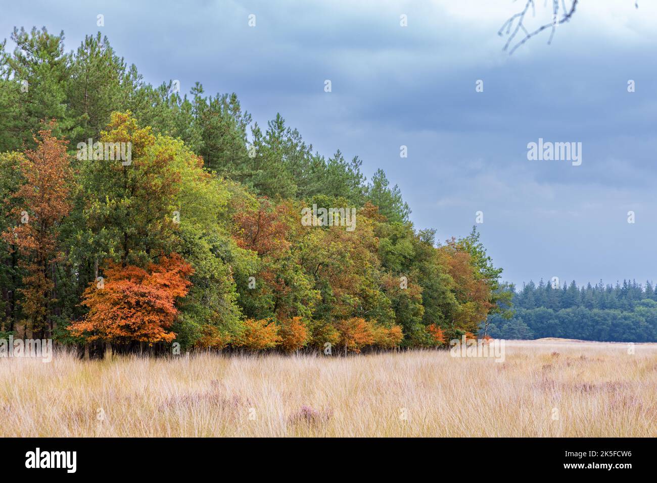 Dry heather August 2022 in Ede Veluwe in Gelderland The Netherlands as ...