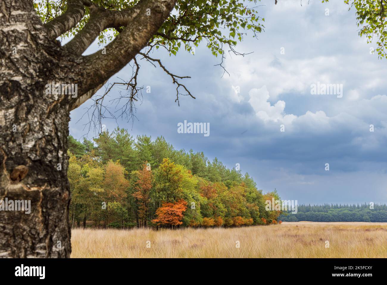Dry heather August 2022 in Ede Veluwe in Gelderland The Netherlands as ...