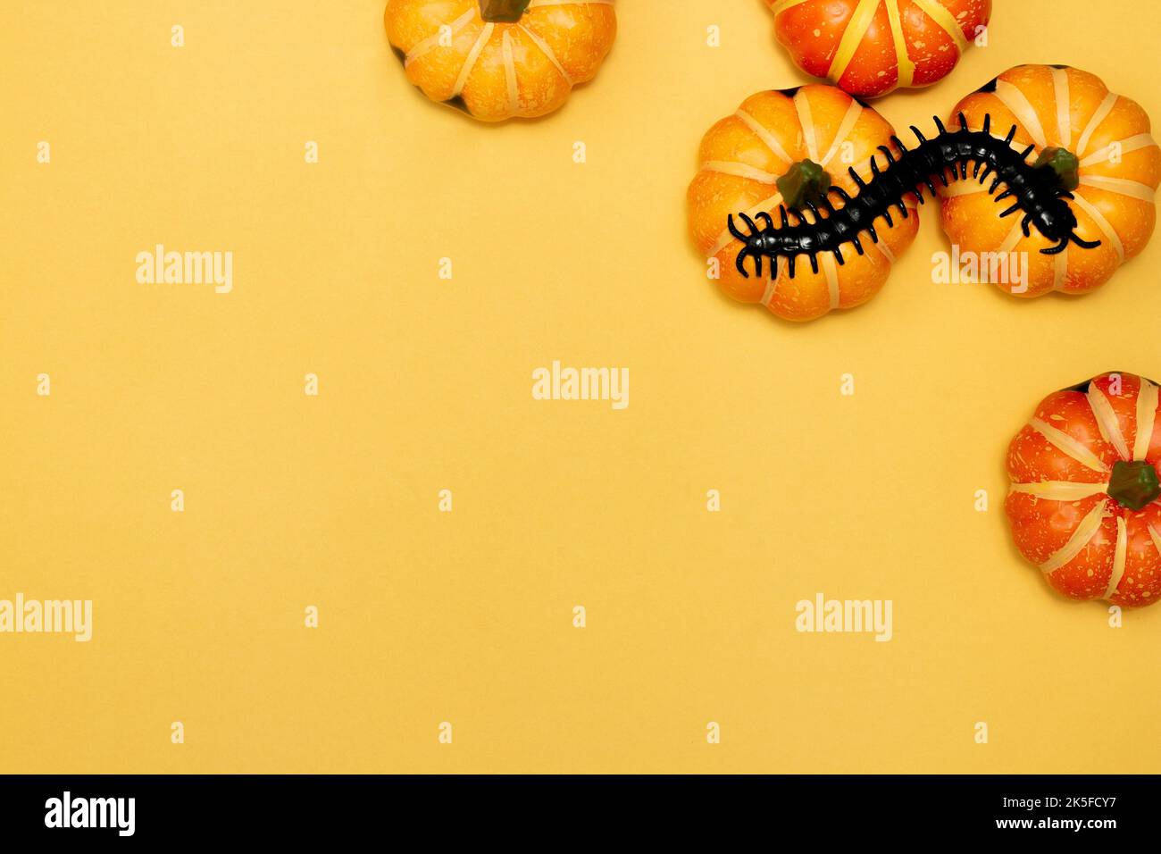 Halloween symbol concept, Centipede on scary smile pumpkin over yellow ...