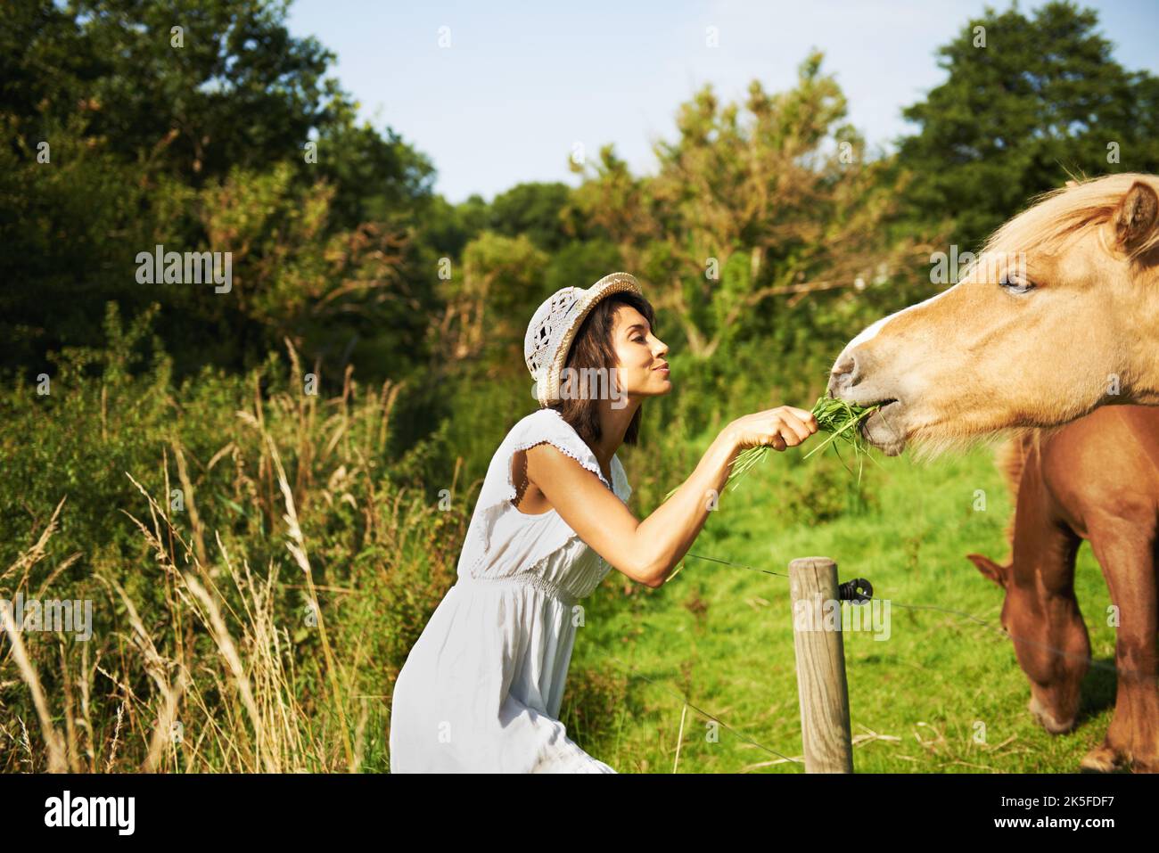 Getting back to nature. A young woman feeding a horse on a farm Stock ...