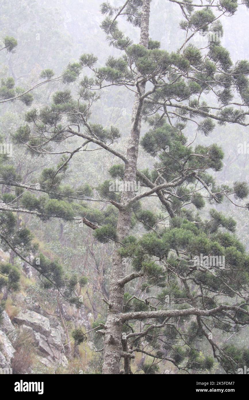 A vertical shot of a tall tree on a wet and rainy day at Ceder Creek ...
