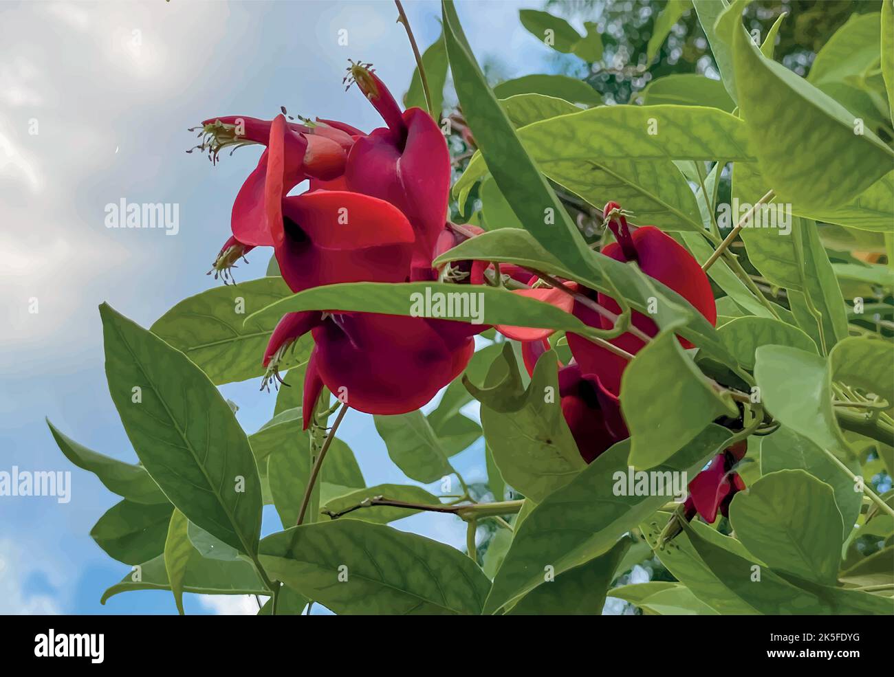 Cockspur coral tree erythrina crista galli Stock Vector Images - Alamy