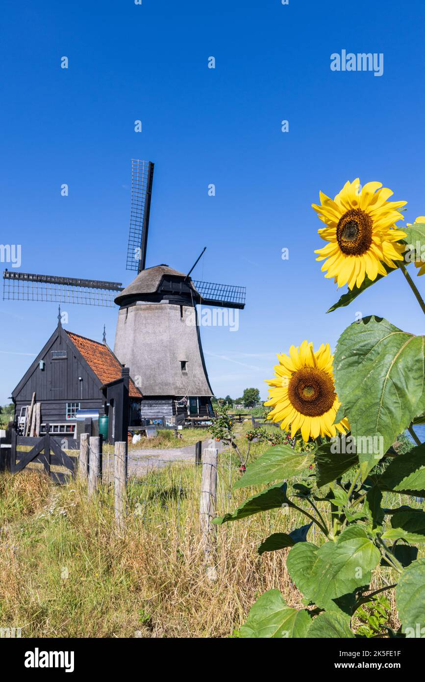 Traditional windmill at Molenkade Hoornse Vaart in North Holland in The ...