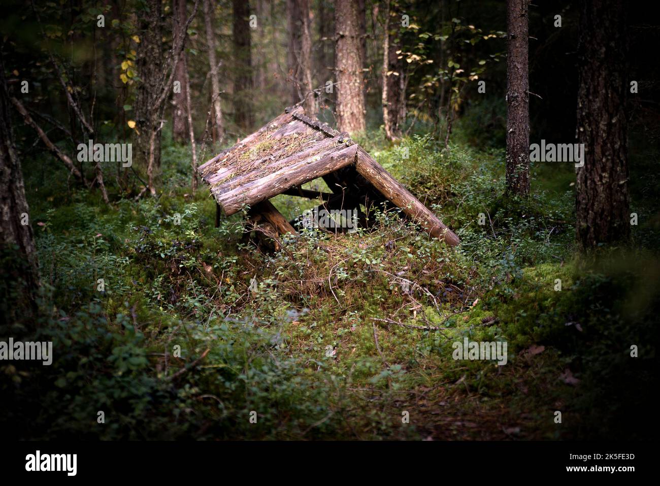 A rustic old Wooden shelter in the forest with plants and trees Stock ...