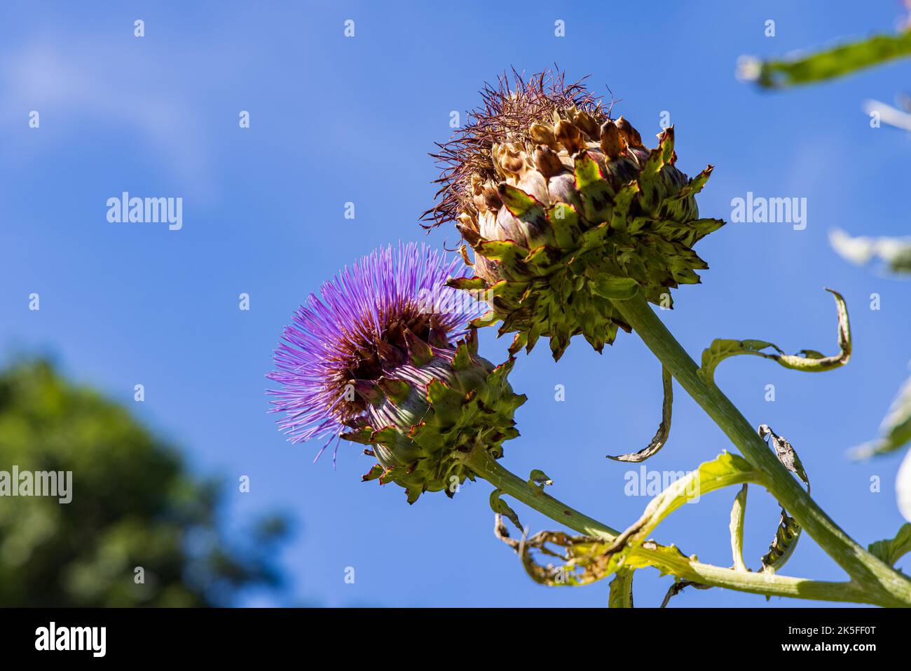 Closeup of flower of artichokes species of thistle in front of blue sky ...
