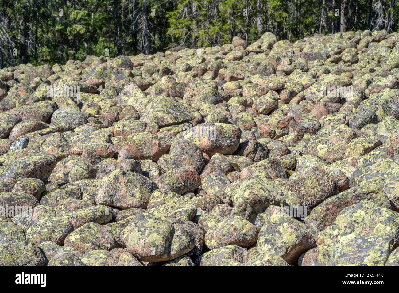 Glacier Rock field covering the terrain and path Skuleskogen Park Stock ...