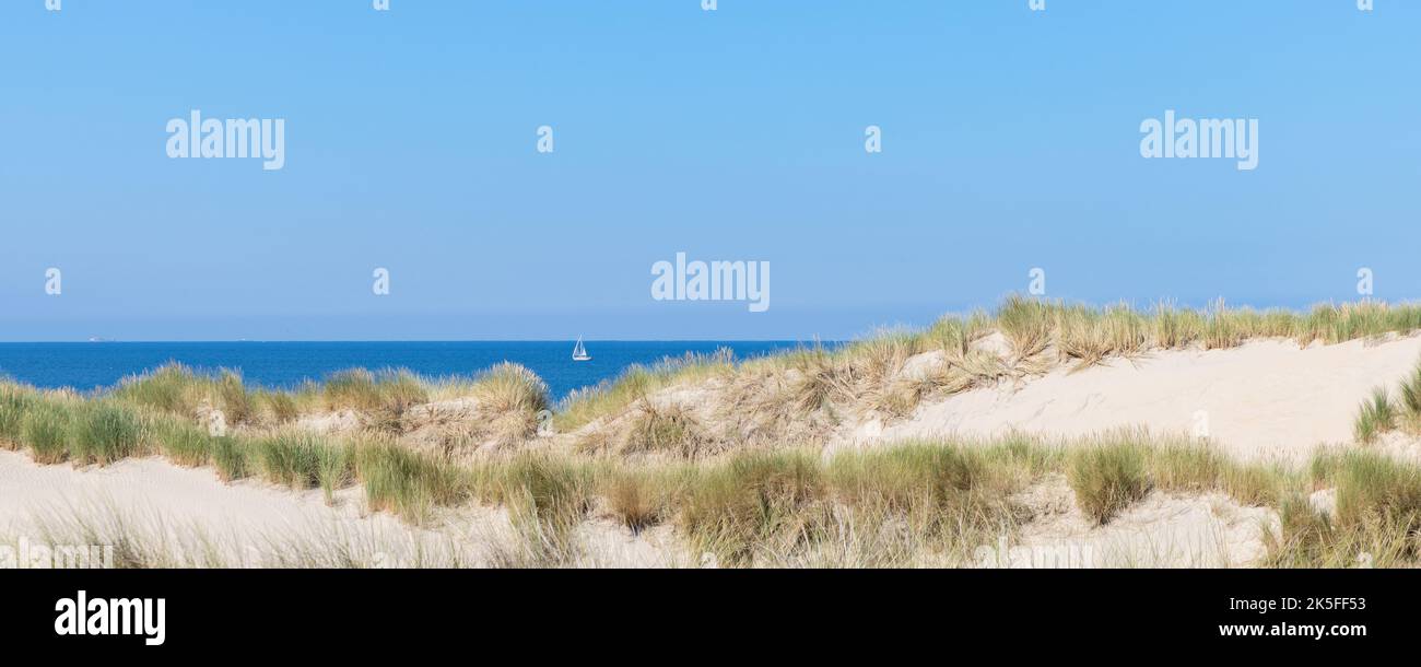 Scenic of dunes along the Dutch coast of North Holland between Schoorl ...