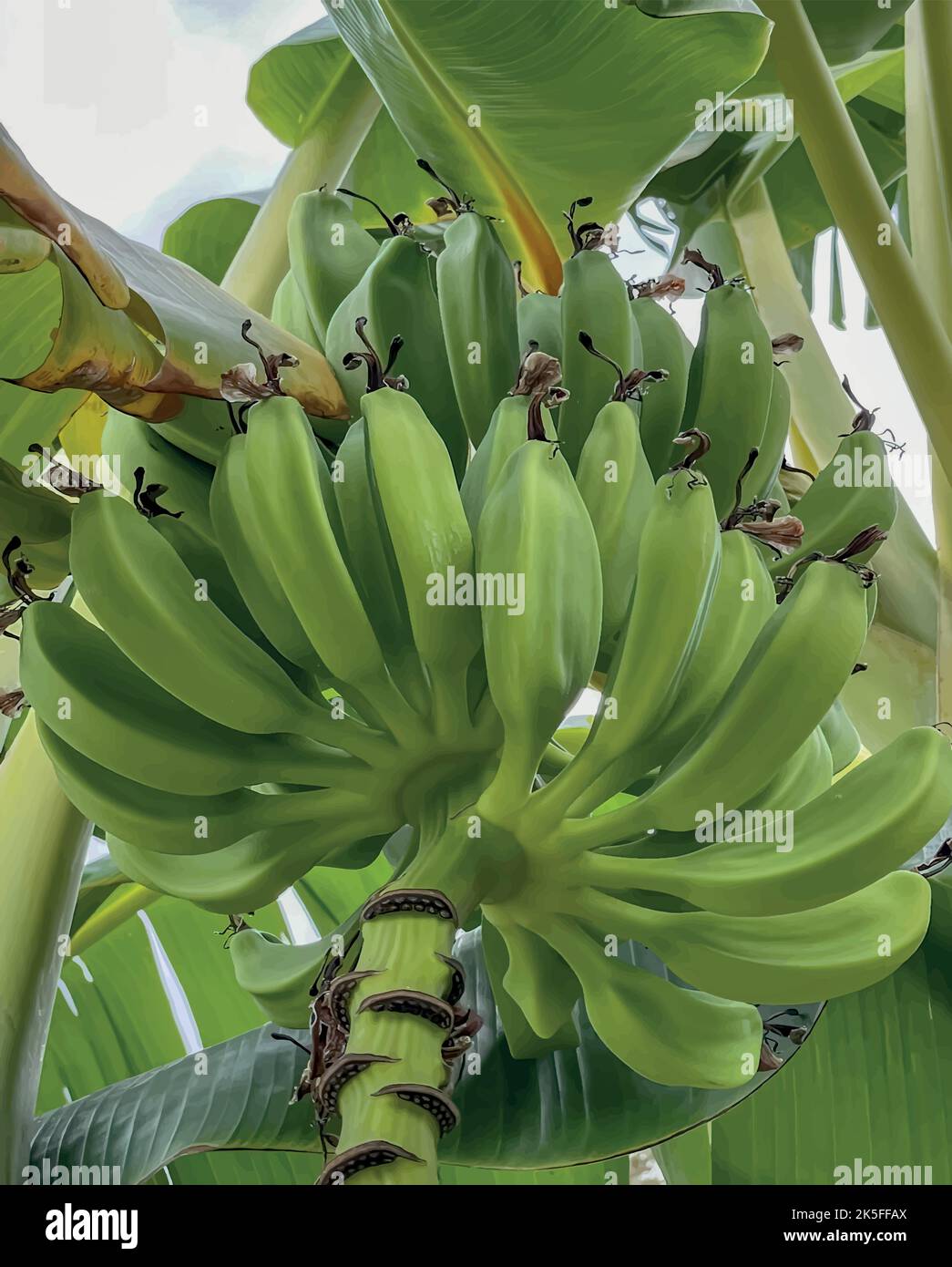 Bananas growing tree Stock Vector Images - Alamy