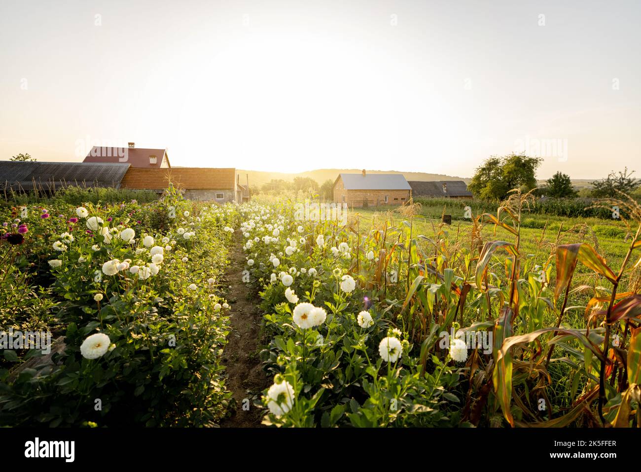 Rural flower farm Stock Photo - Alamy