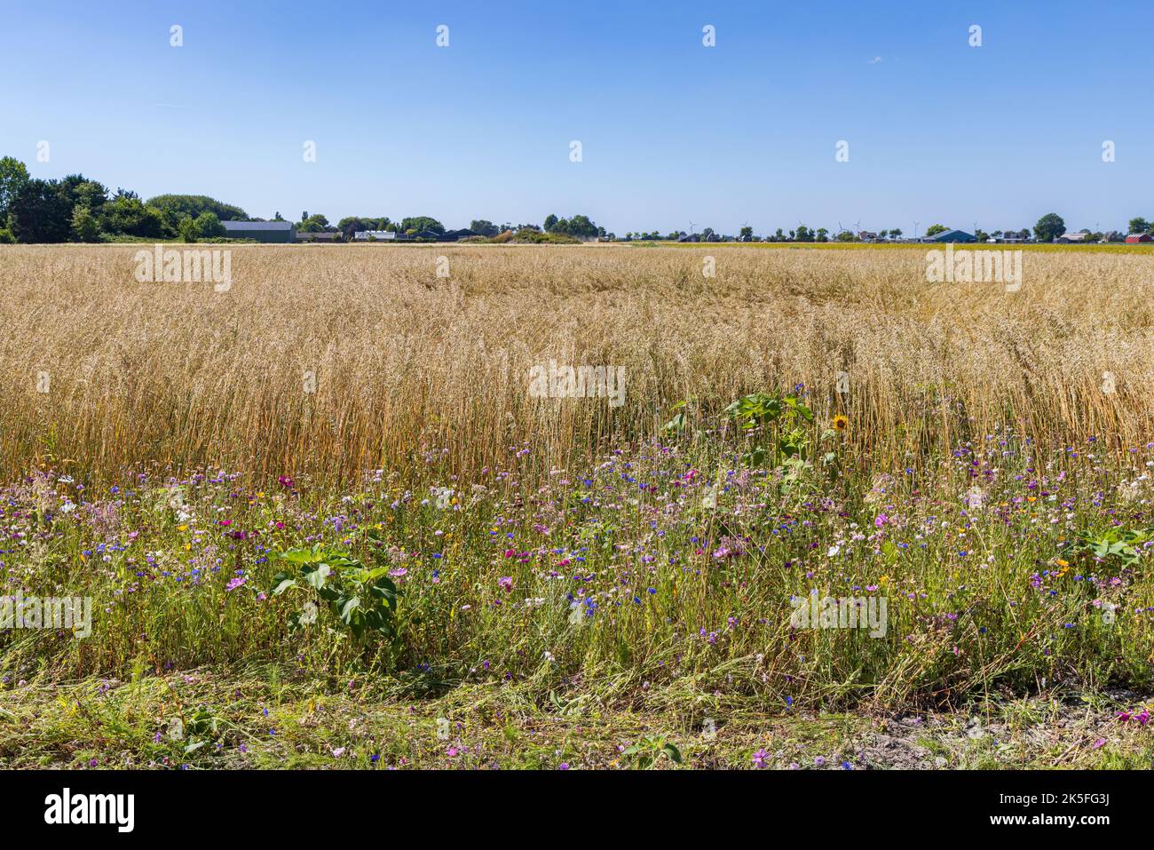 Nature inclusive agriculture with wild flowers borders along oats field ...