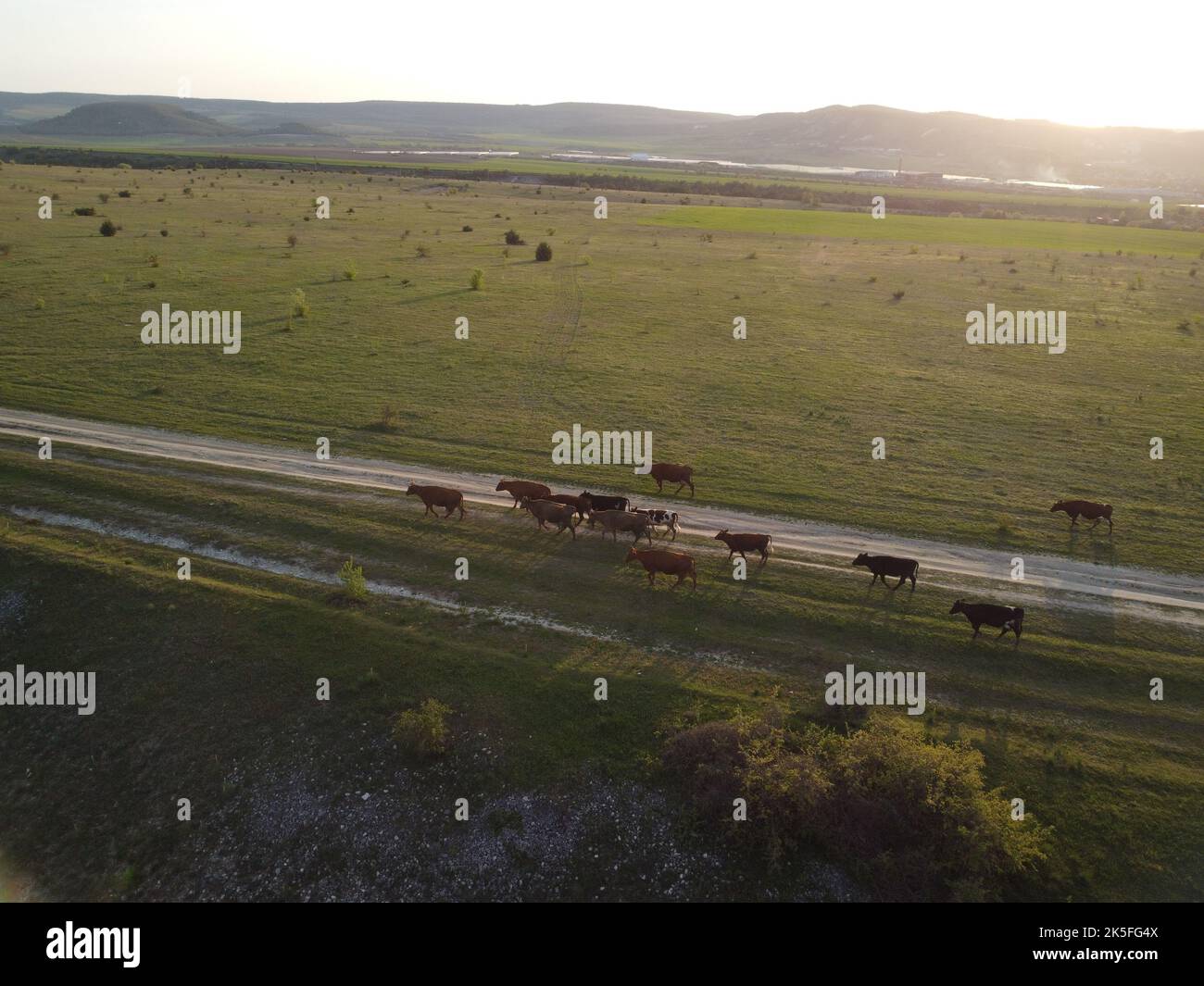 AERIAL: Flying over a small herd of cattle cows walking uniformly down ...