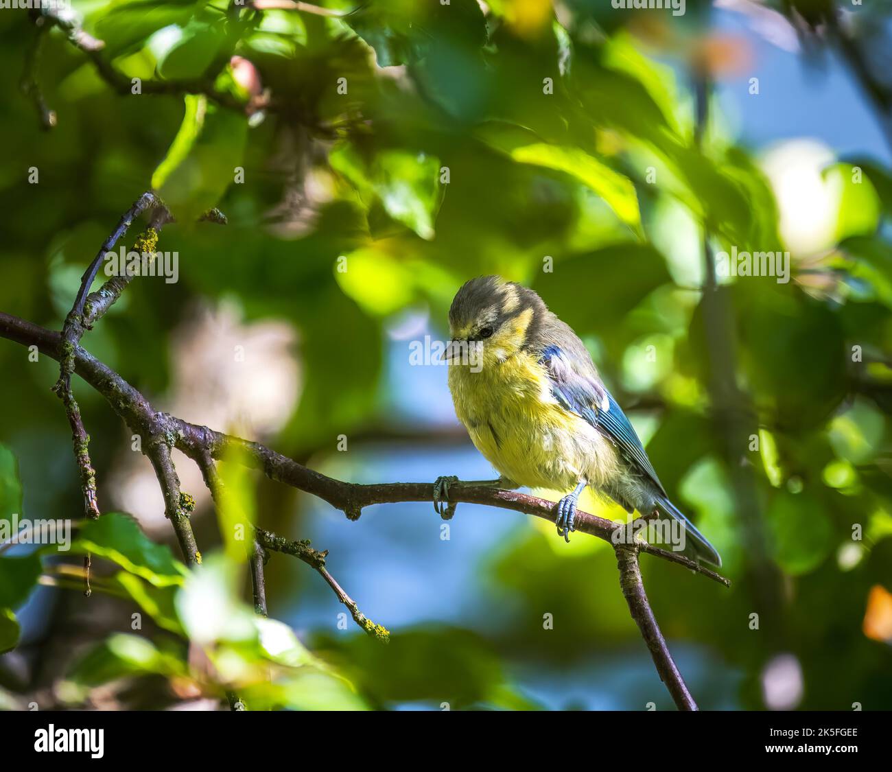 Blue tit bird sitting on the twig of a tree Stock Photo - Alamy