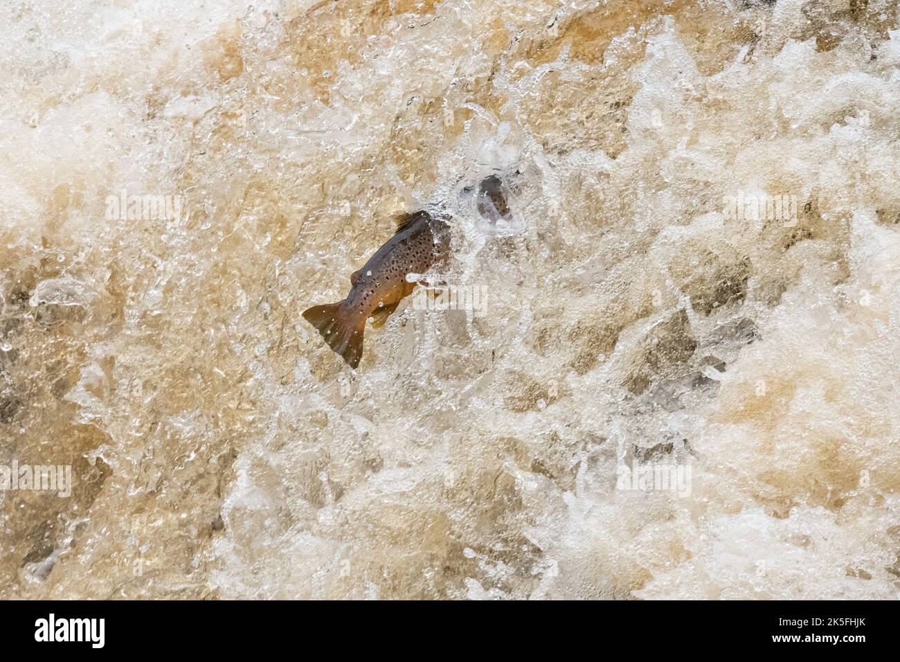 Sea Trout leaping up waterfall to spawning ground in Endrick Water ...
