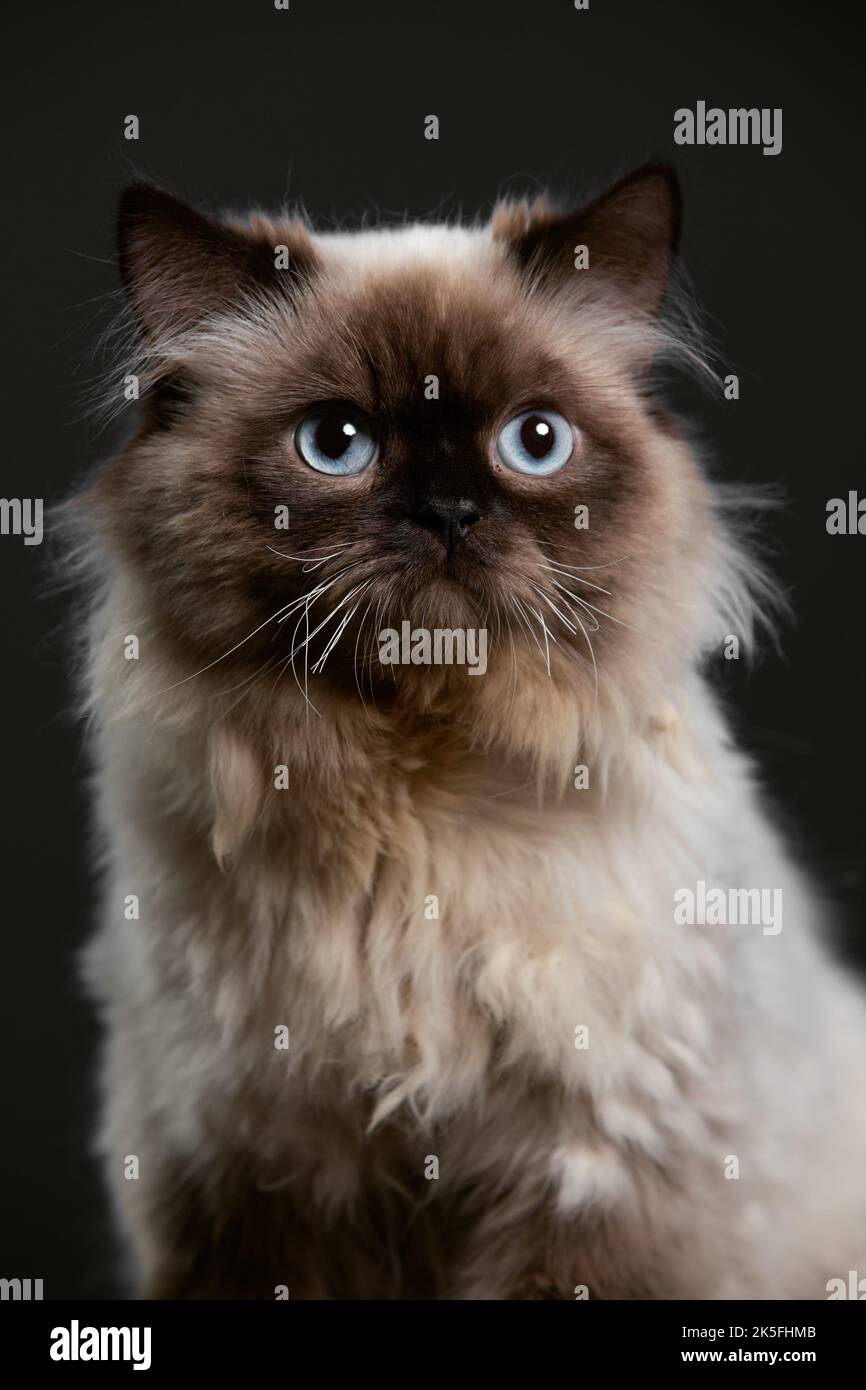 Portrait of himalayan cat hi-res stock photography and images - Alamy