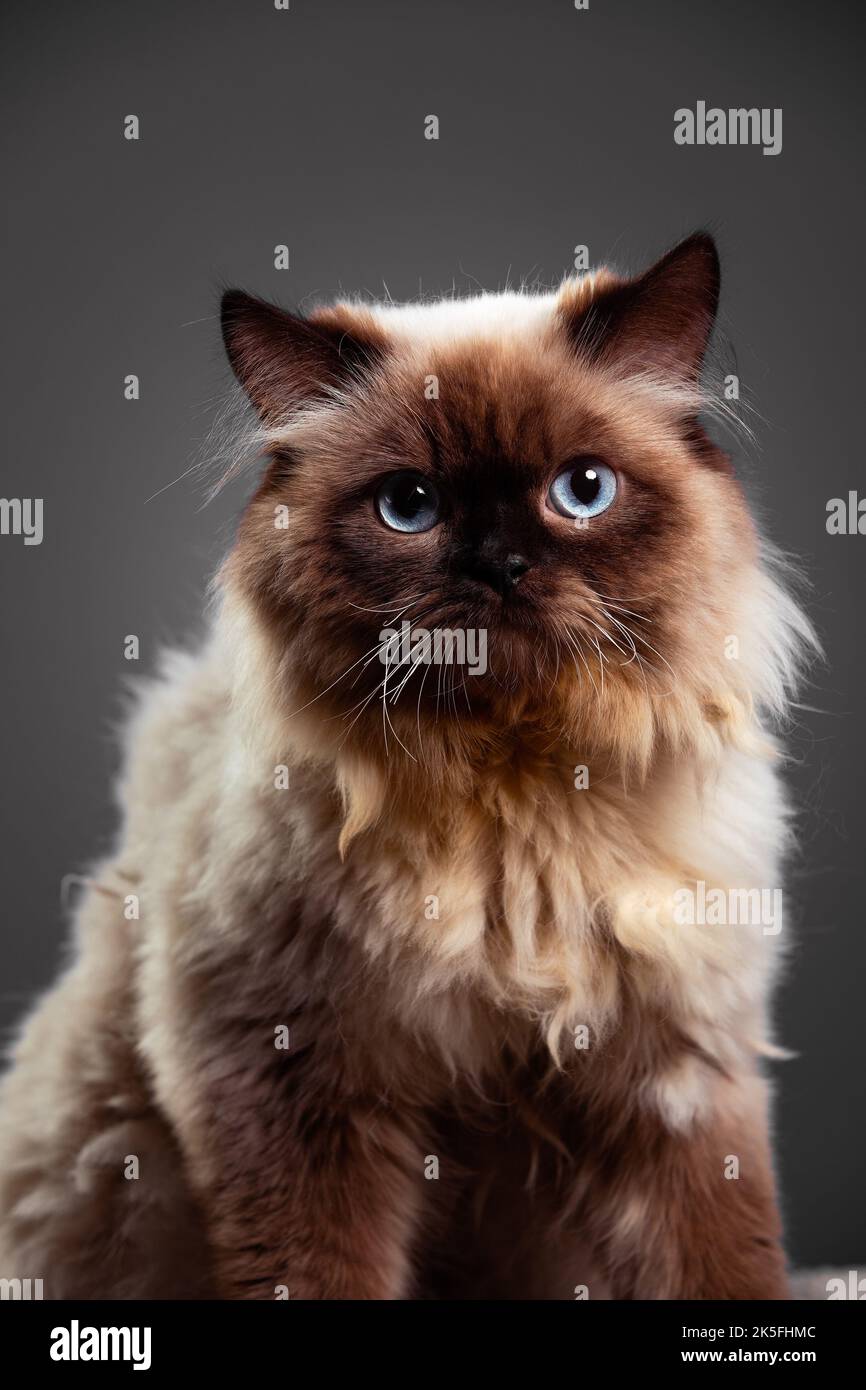 A vertical shot of Himalayan Cat portrait taken in a Studio Stock Photo ...