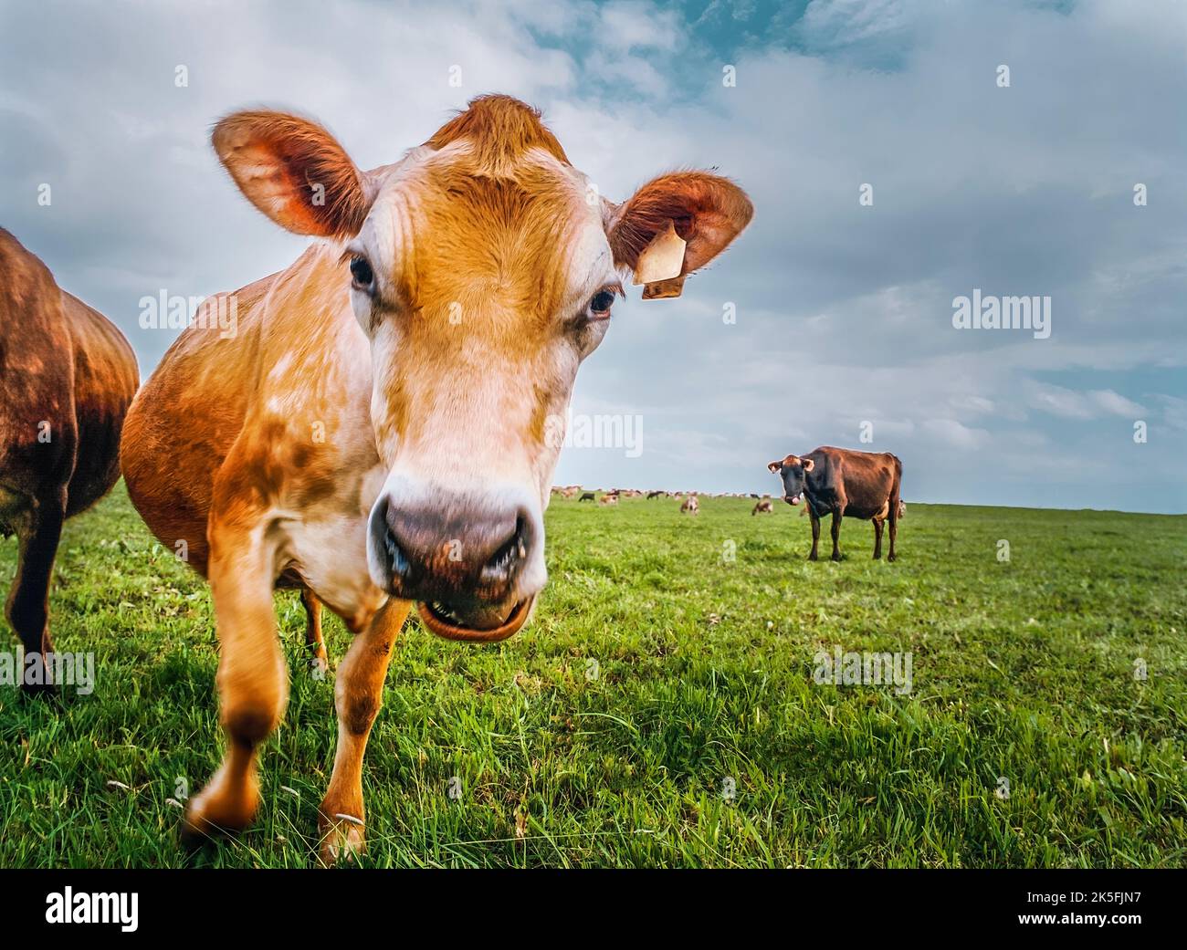 Rural paddock hi-res stock photography and images - Alamy