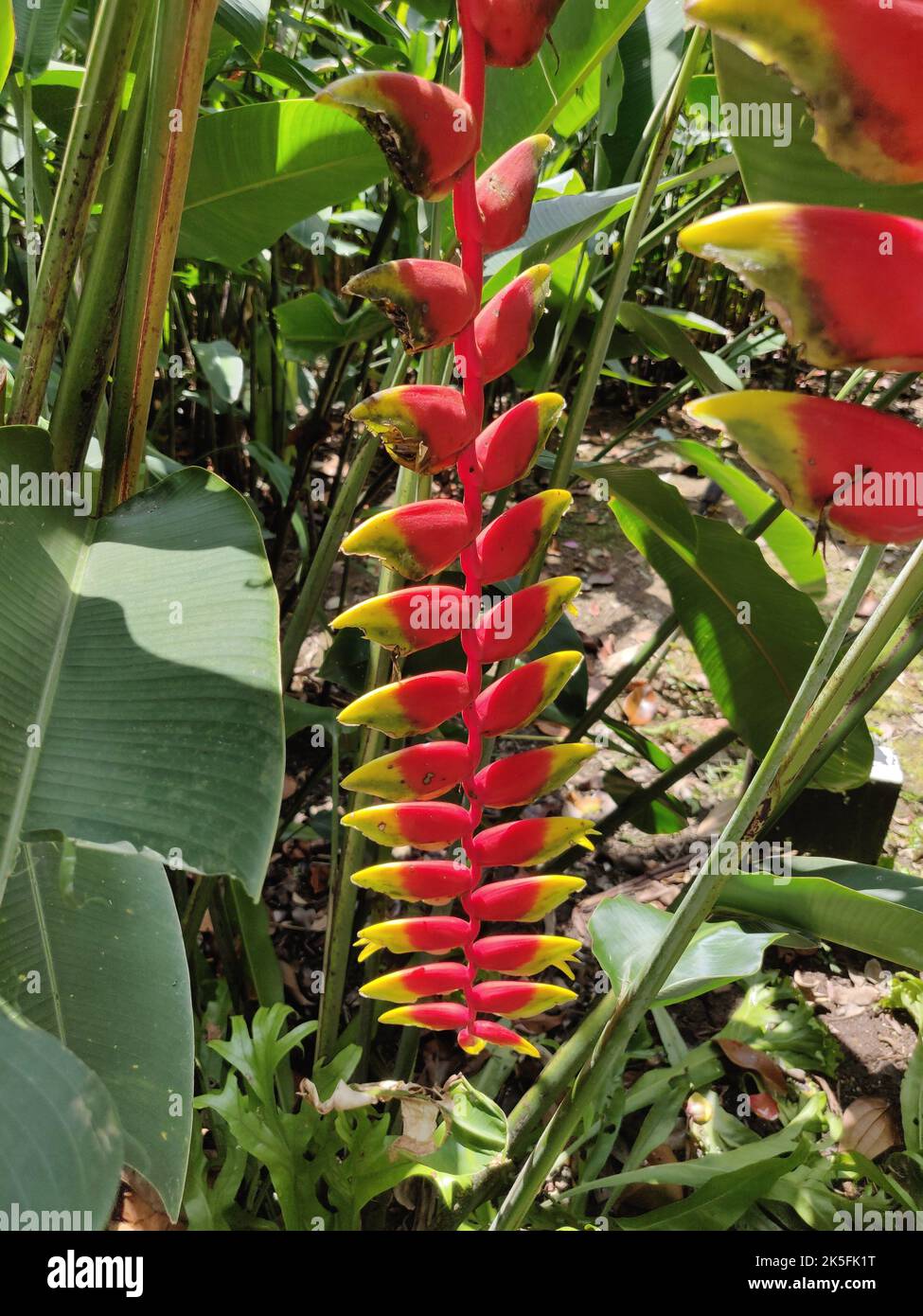 A vertical shot of a False bird of paradise Biological Species Stock ...