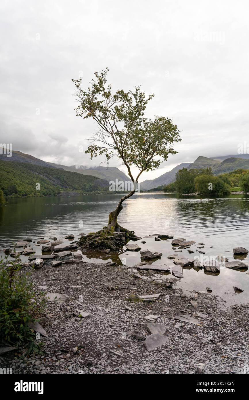 The Lonely Tree, a solitary tree on the shores of Llyn Padarn near ...