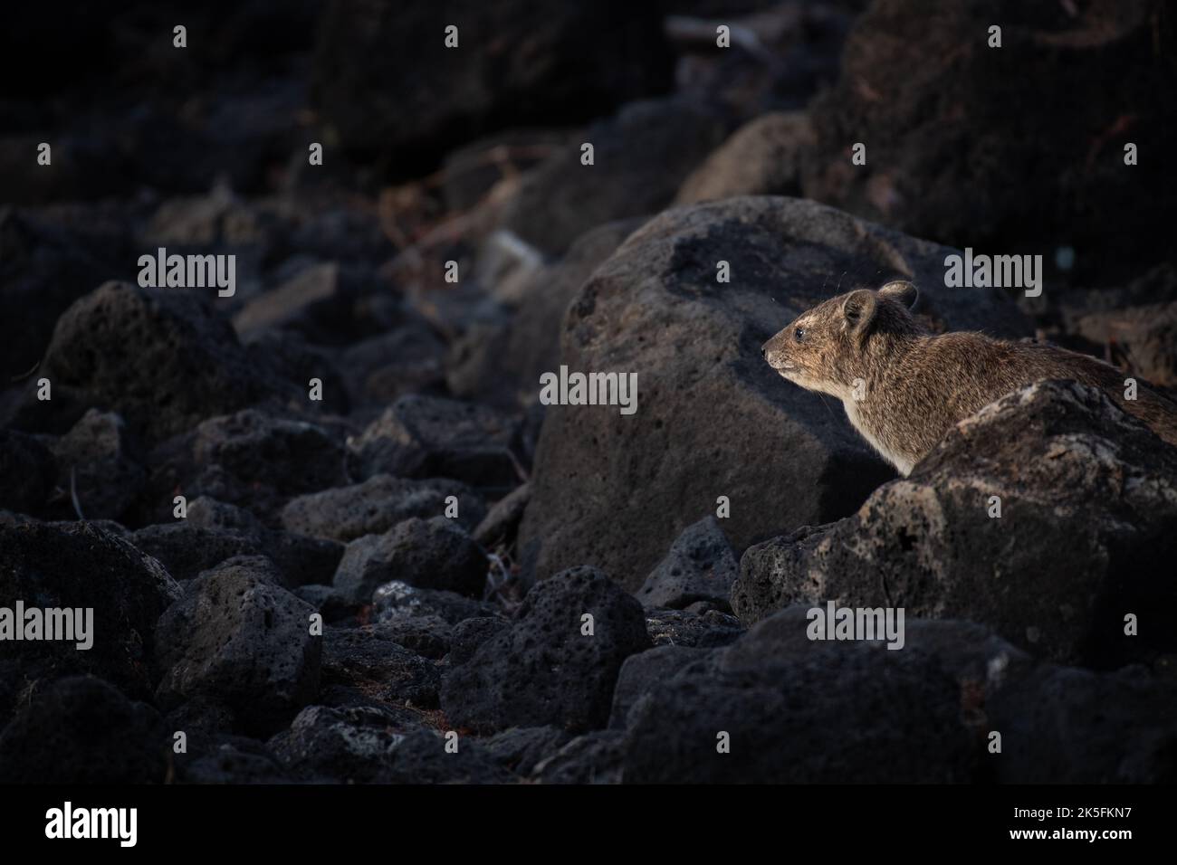 Rock Hyraxes, Procavia capensis, Procavidae, Tsavo East National Park ...