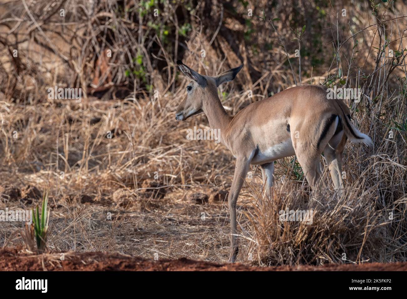 Female Impala, Aepyceros melampus, Bovidae, Tsavo East National Park ...