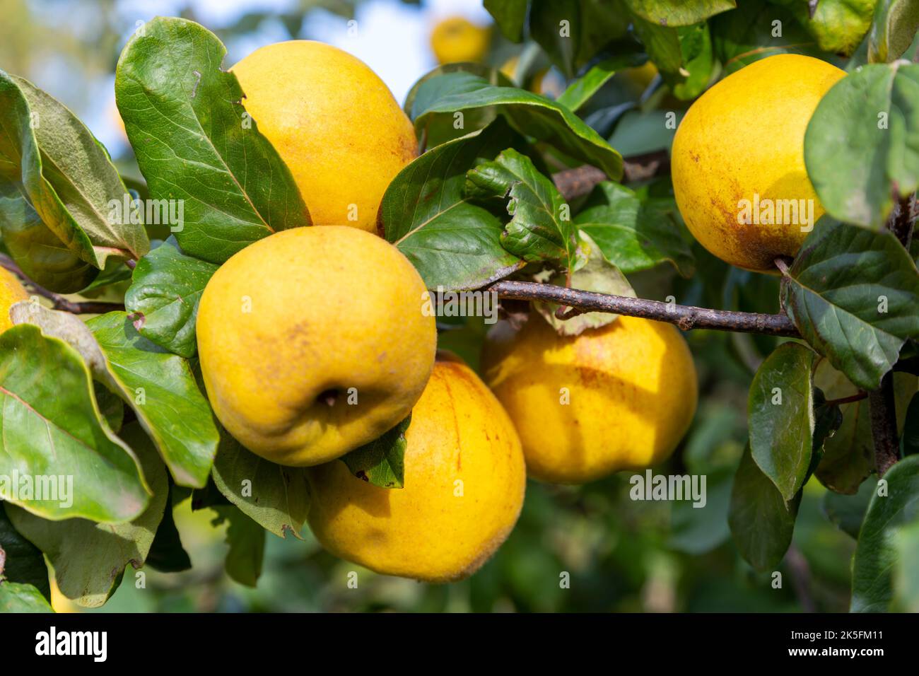 Close up of quince 'Cydonia oblonga' fruit and leaves on tree, Suffolk ...