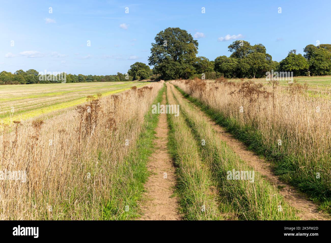 Suffolk Coast and Heaths AONB. landscape track between fields ...