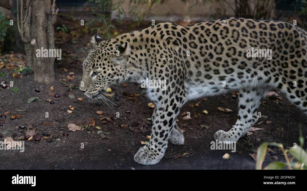 Persian Leopard (Panthera pardus tulliana), Bioparco di Roma, Rome zoo ...