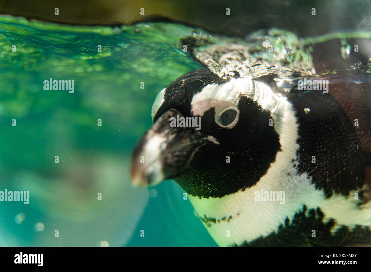 African penguin (Spheniscus demersus), also known as Cape penguin or ...