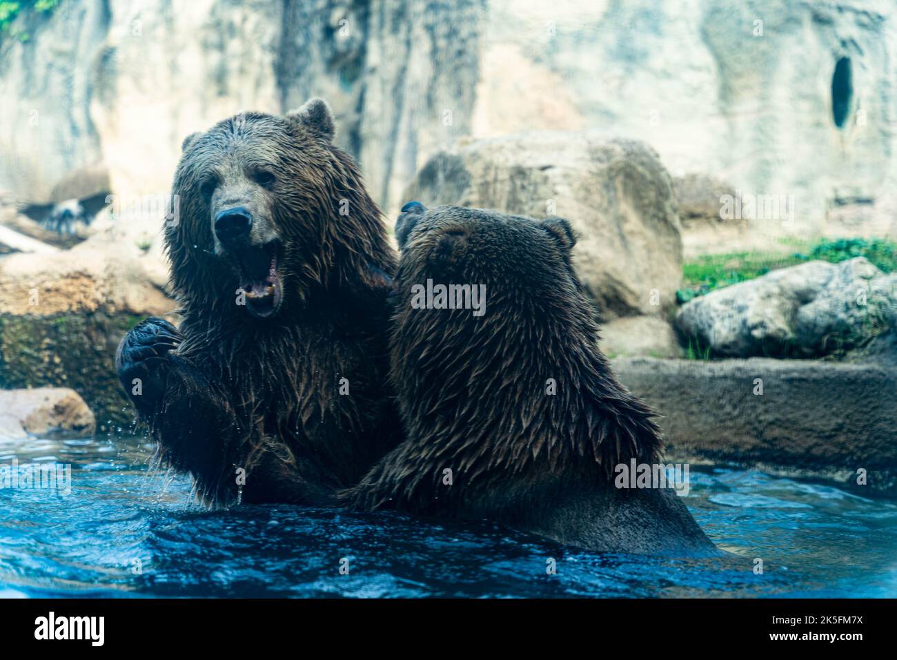 brown bear (Ursus arctos) fighting in water, Bioparco di Roma, Rome zoo ...