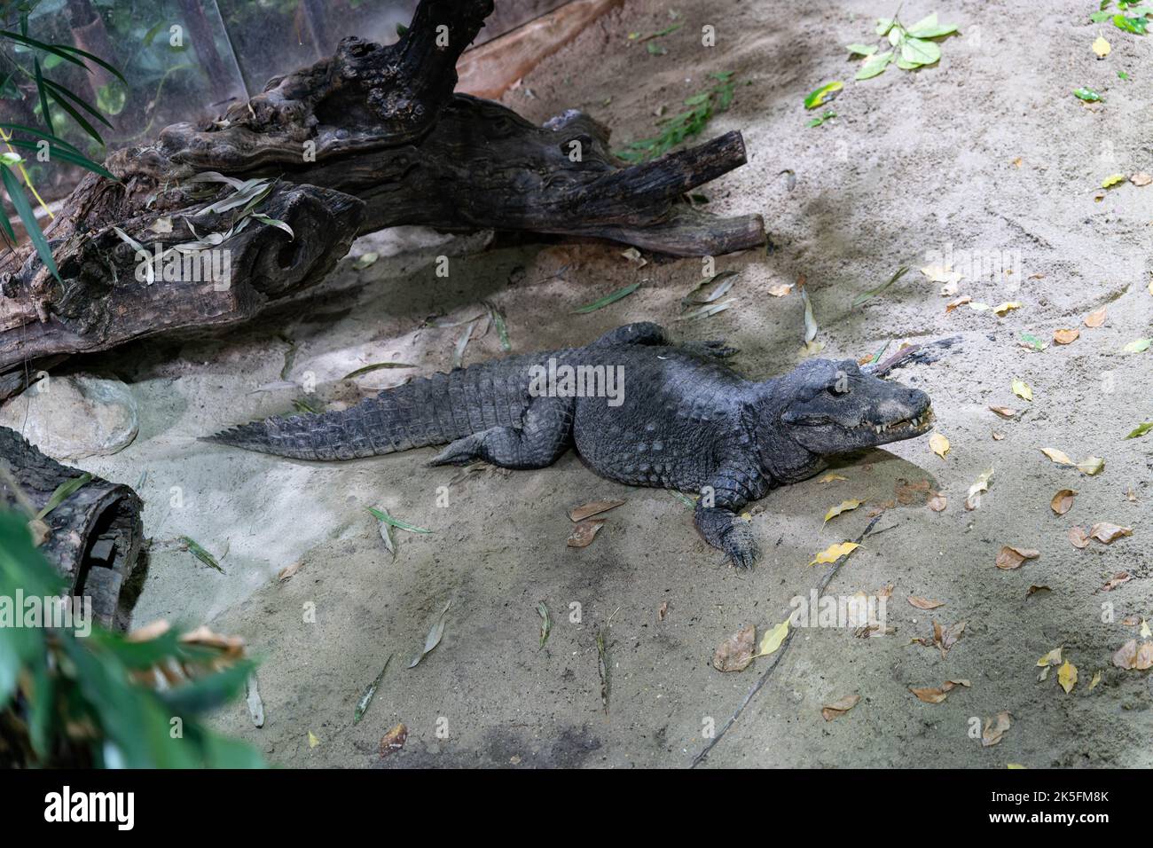 dwarf crocodile (Osteolaemus tetraspis), also known as the African ...