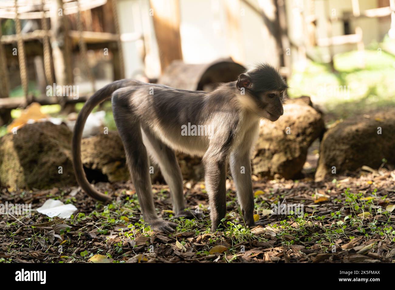 sooty mangabey (Cercocebus atys), Bioparco di Roma, Rome zoo, Italy ...