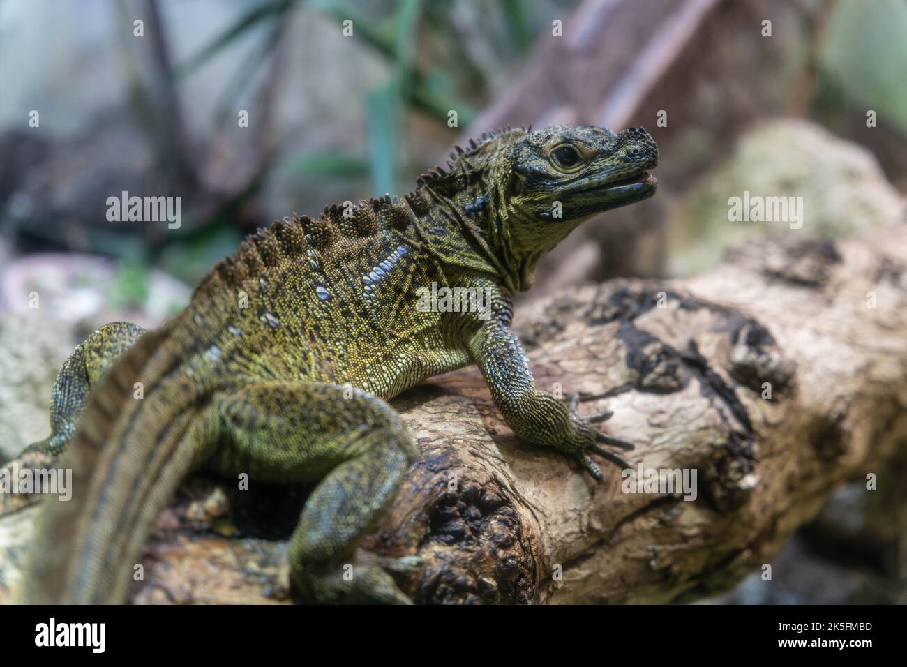Philippine sailfin lizard (Hydrosaurus pustulatus), crested lizard ...